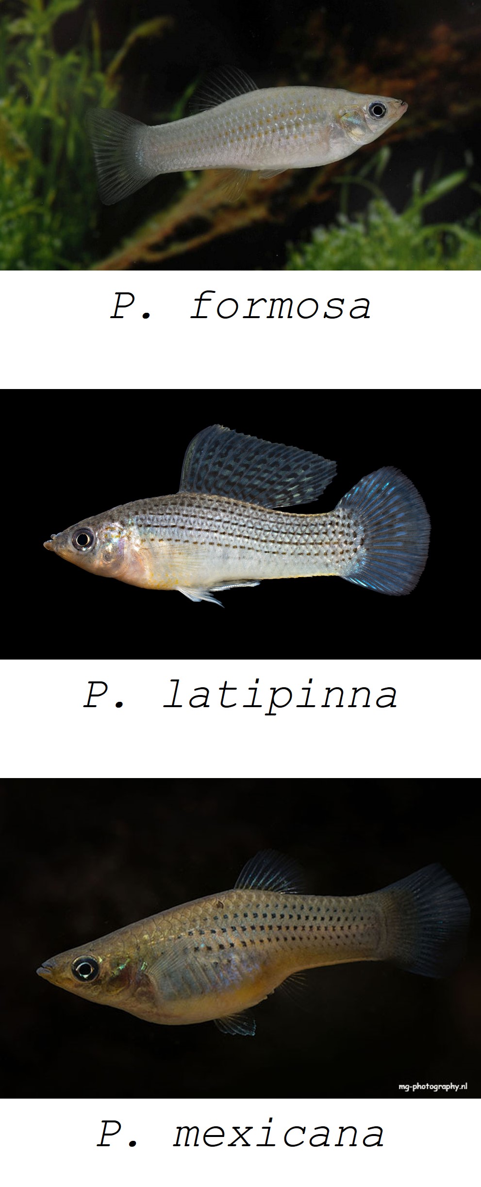 Frédéric Fyon | Amazon Molly